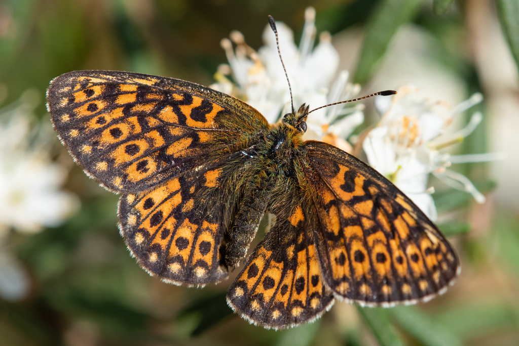 Bog Fritillary in June 2023 by pawel_walkiewicz · iNaturalist