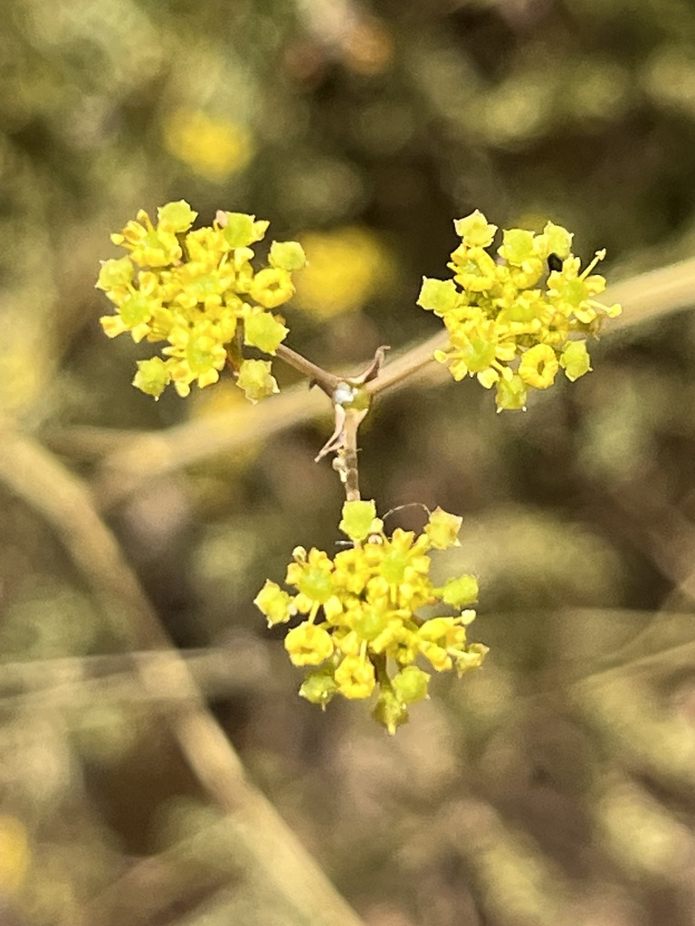 Apioideae from Helderberg Nature Reserve, Somerset West, WC, ZA on ...