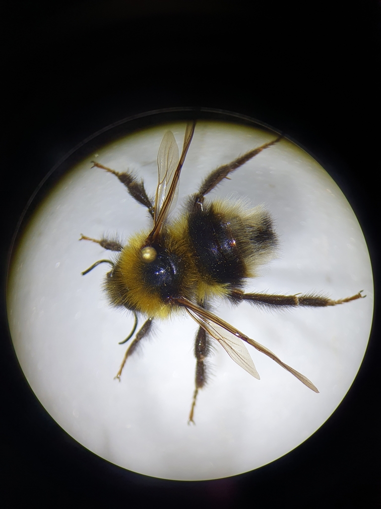 Bohemian Cuckoo Bumble bee from 8954, Österreich on July 20, 2017 by ...