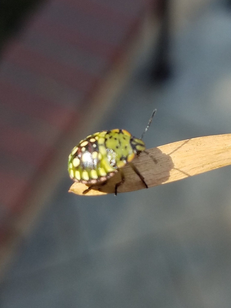Southern Green Stink Bug from Los Angeles, CA 91356, USA on September 1 ...