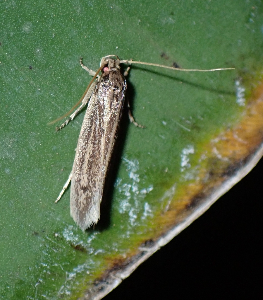 Sugar-cane Moth from Barranquillo, 38419 El Jardín, Santa Cruz de ...