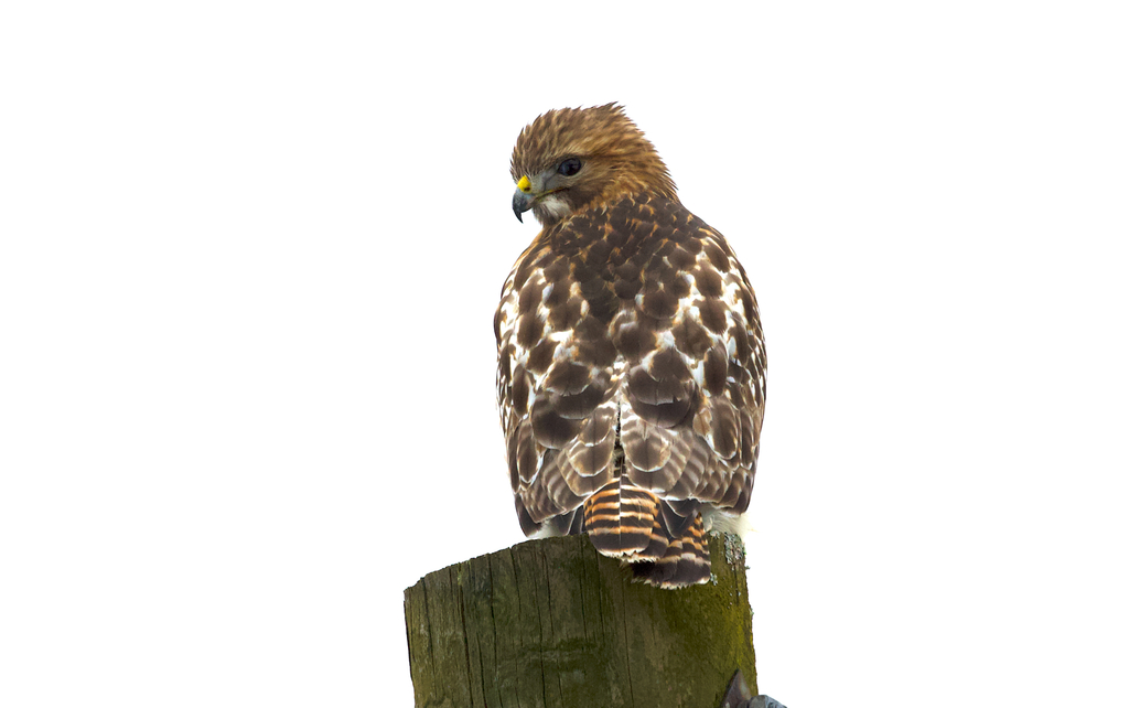Red-tailed × Red-shouldered Hawk from Cambridge, VT, USA on January 25 ...