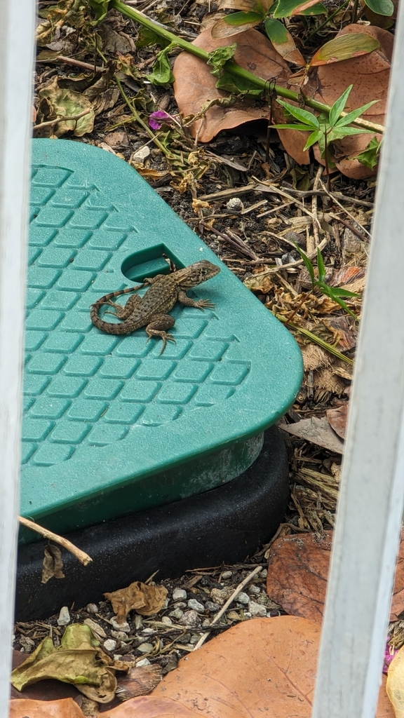 Northern Curly-tailed Lizard from Key West, FL 33040, USA on January 23 ...