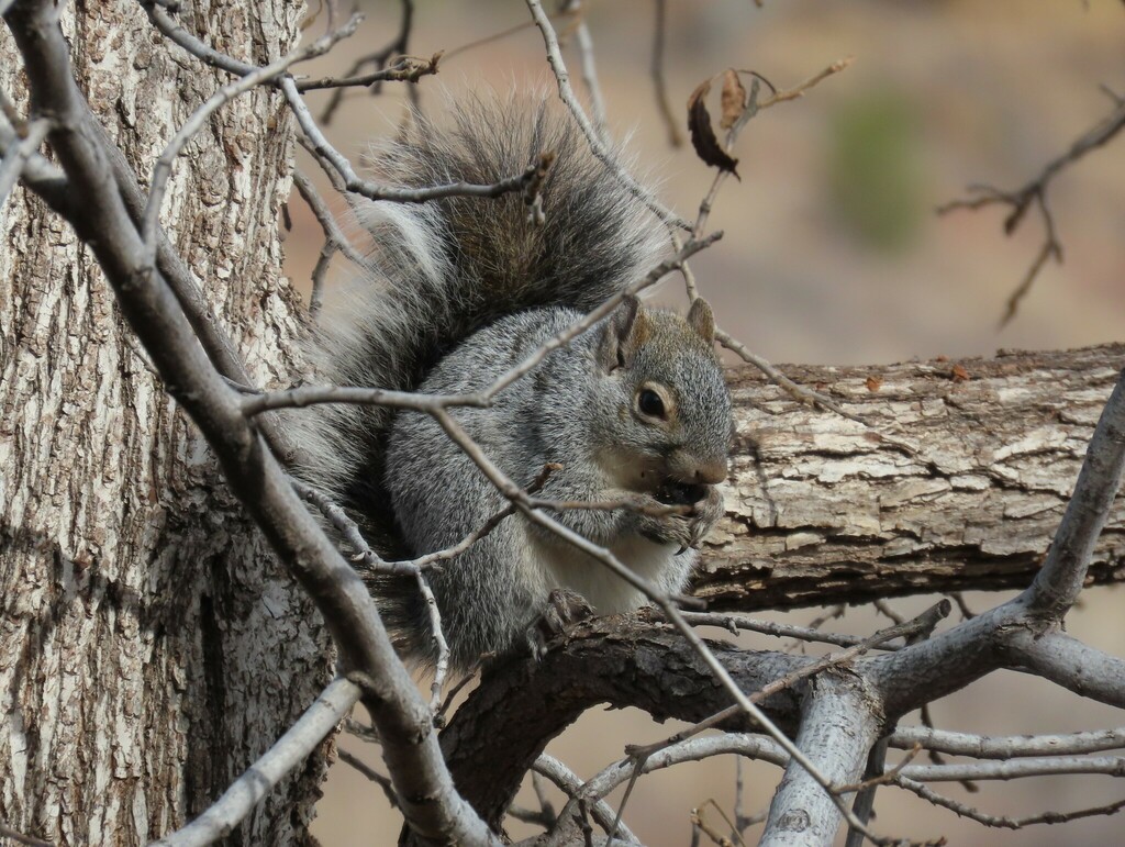 Arizona Gray Squirrel from 150 Blue Heaven Road, Patagonia, AZ 85624 ...