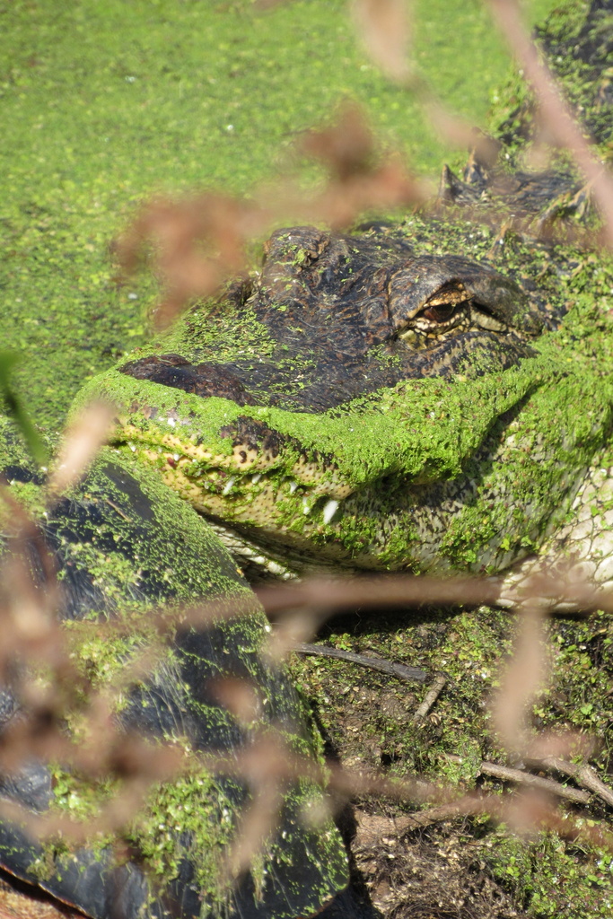 American Alligator from Winter Lake Rd, Lakeland, FL, US on January 25 ...