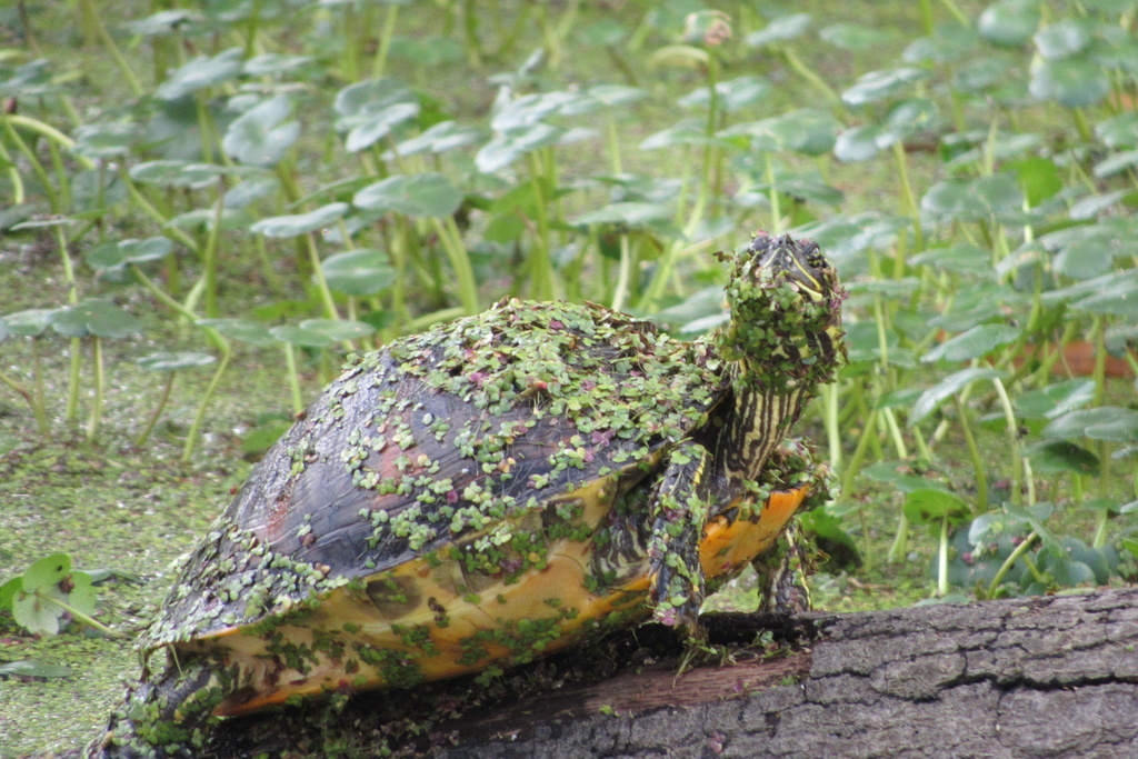 Florida Redbelly Turtle from Winter Lake Rd, Lakeland, FL, US on ...