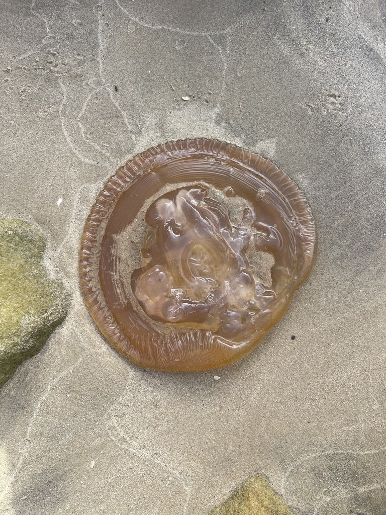 Blue Blubber Jelly from Parriwi Park, Mosman, NSW, AU on January 17 ...