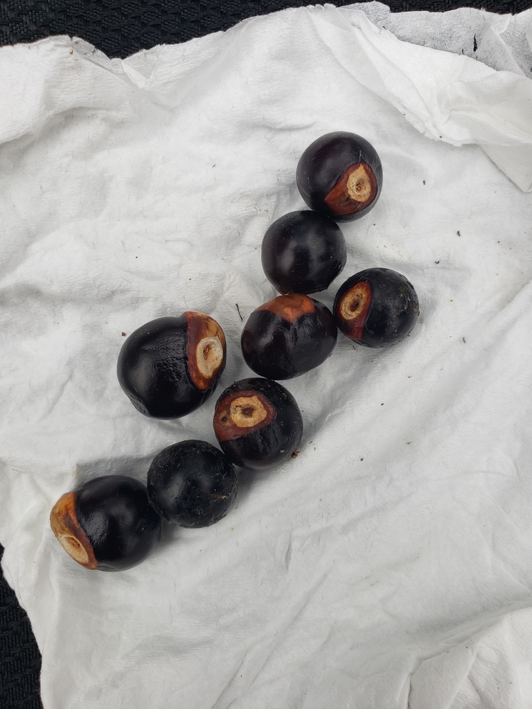 Mexican buckeye from HVC3+X5, Waco, TX 76707, USA on January 25, 2024 ...