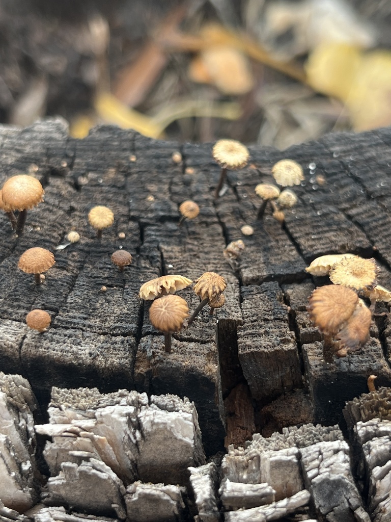 Sulcate Sunhead from Pima County, US-AZ, US on January 25, 2024 at 09: ...