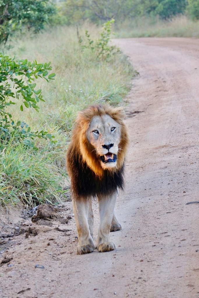 Southern Lion in April 2023 by semisadistinensianpuolukka. SSP is back ...