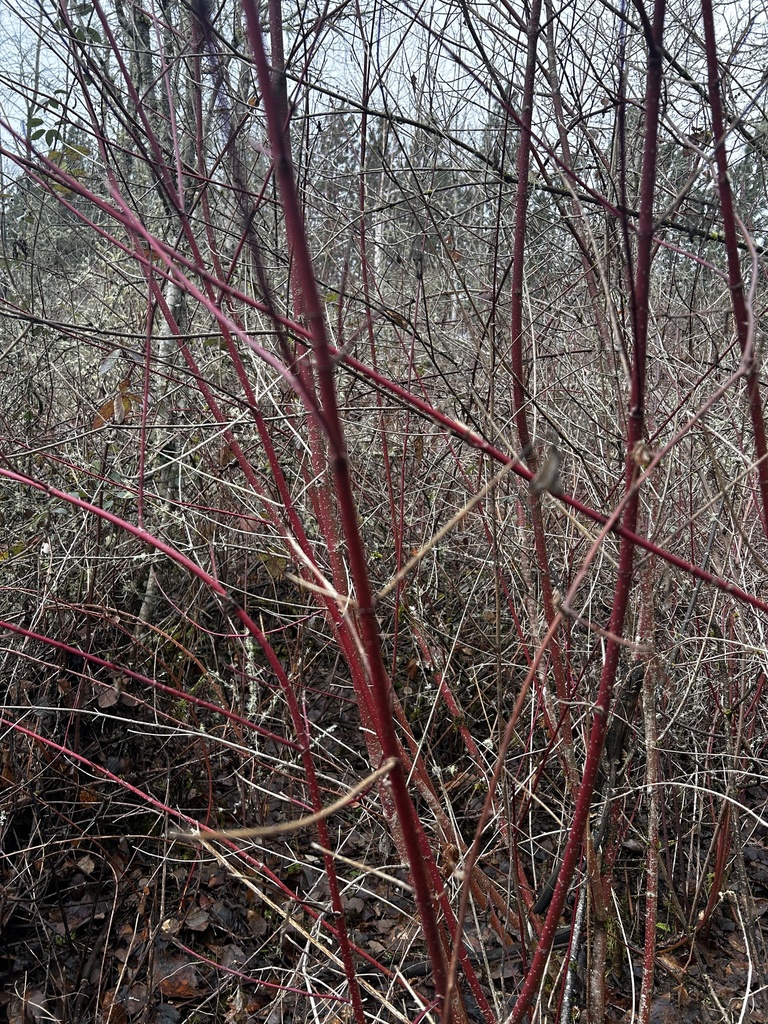 red osier dogwood from Minto-Brown Island Park, Salem, OR, US on ...