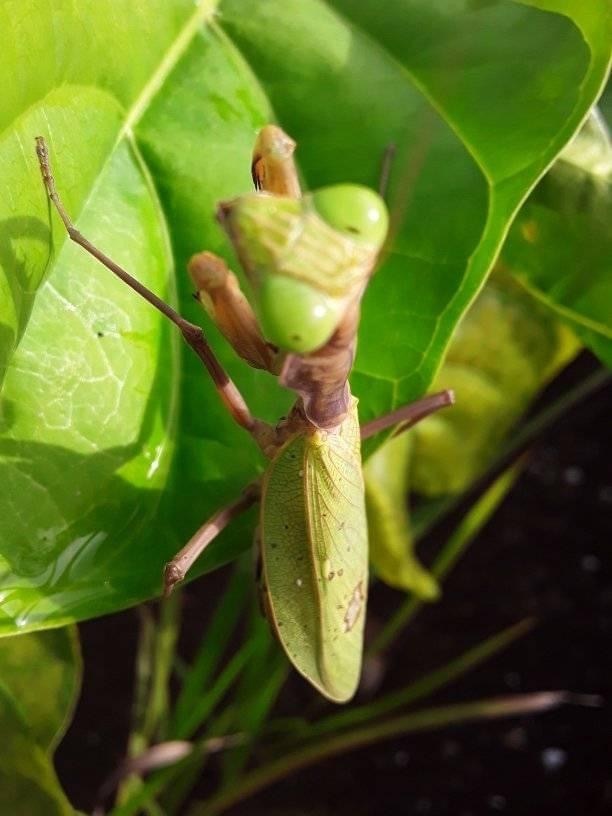 Jade Mantis from Tandai, Solomon Islands on March 21, 2023 at 04:48 PM ...