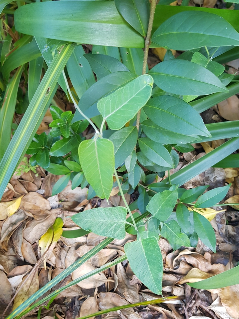 Moth Vine from Gisborne 4010, New Zealand on January 26, 2024 at 10:52 ...