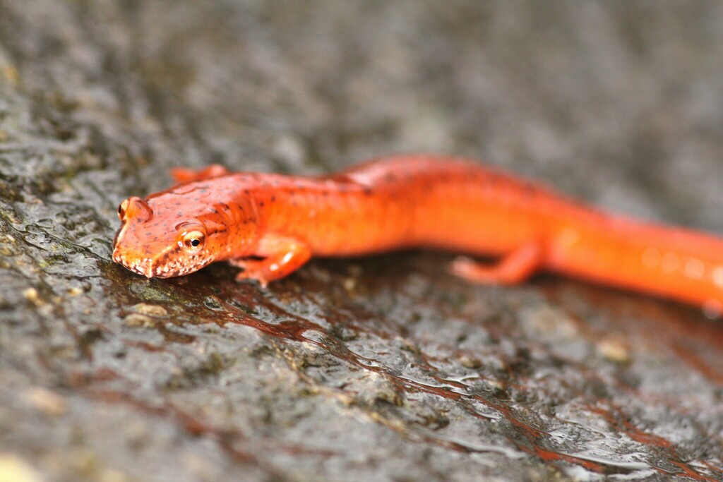 Spring Salamander from Blount County, TN, USA on January 25, 2024 at 12 ...