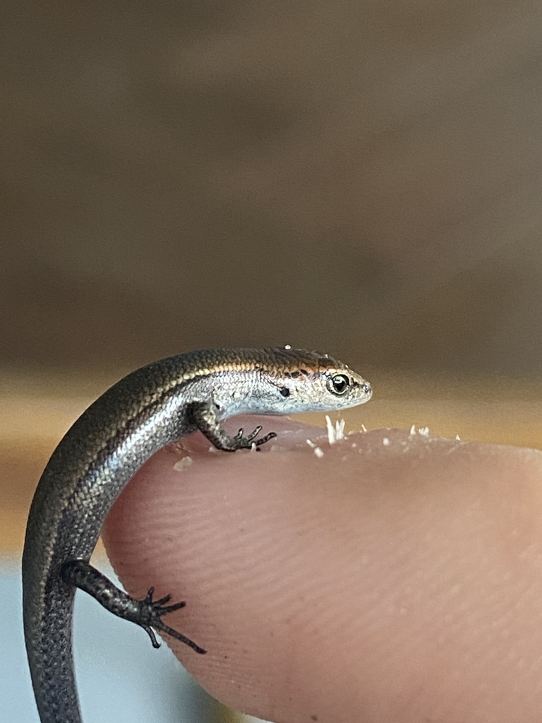 Delicate Garden Skink from Onyx St, Keperra, QLD, AU on January 26 ...