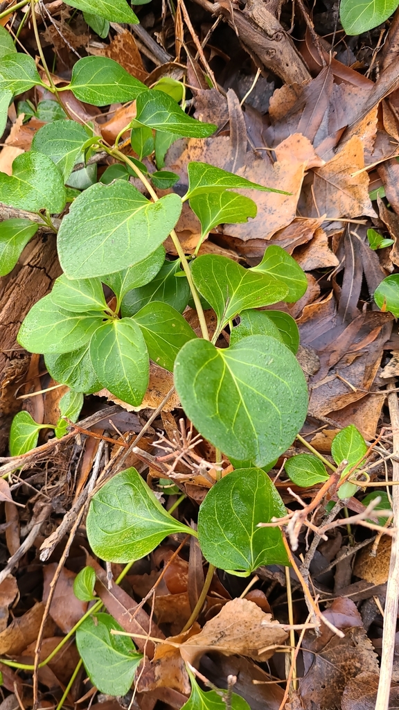 greater periwinkle from Patagonia, AZ 85624, USA on January 25, 2024 at ...