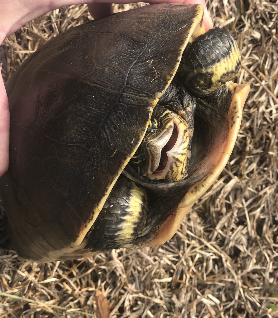 Chicken Turtle in January 2024 by rogerwanderson · iNaturalist
