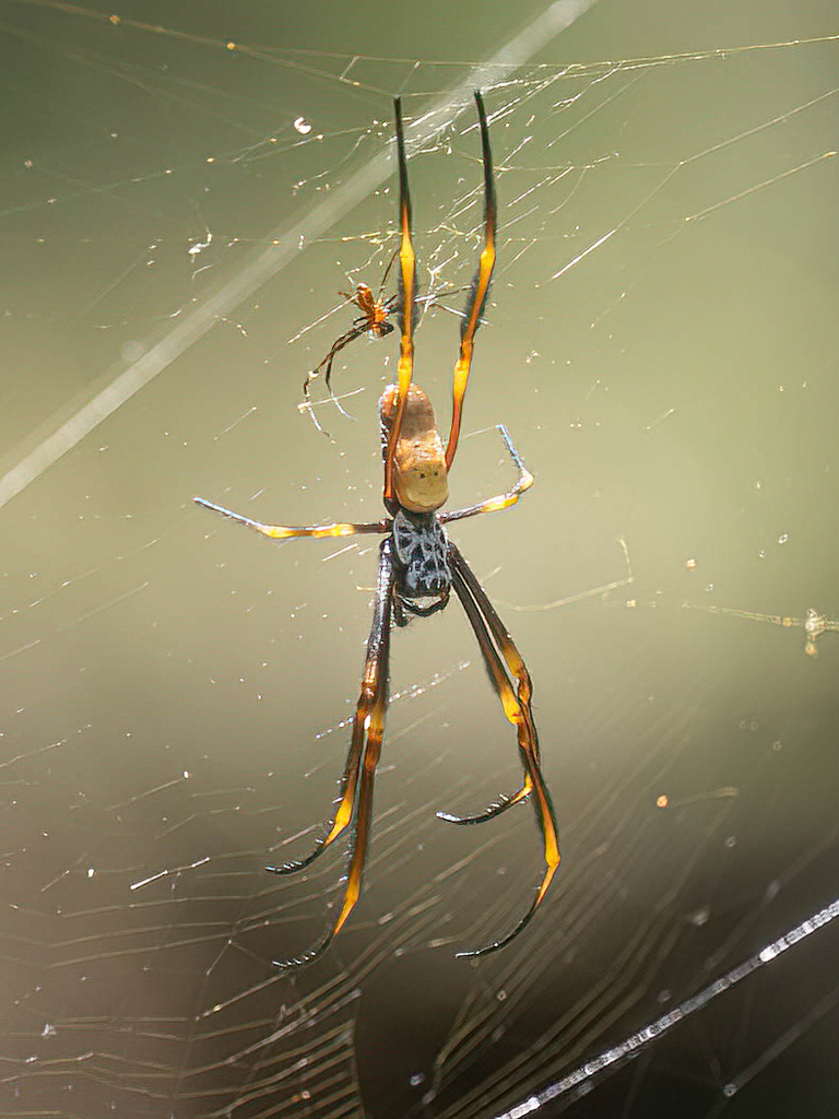 Tiger Spider from Brisbane QLD, Australia on January 25, 2024 at 12:08 ...