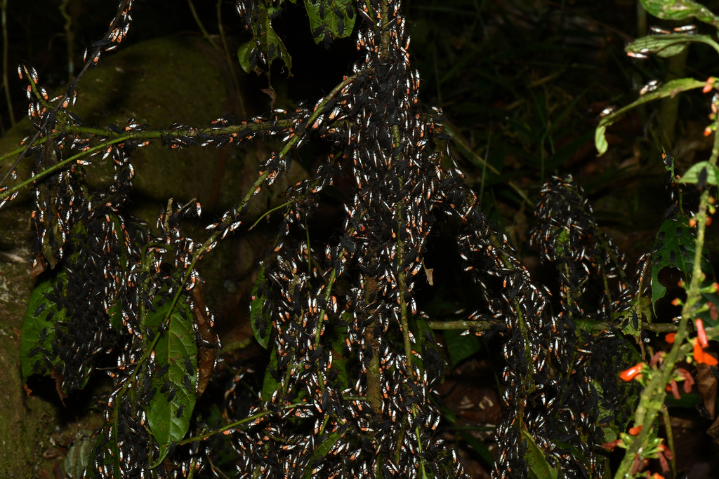 Pentatomomorph Bugs from Calima, Valle del Cauca, Colombia on January ...