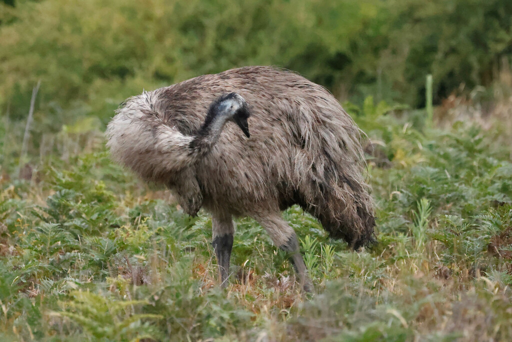 Emu from Wilsons Promontory VIC 3960, Australia on January 25, 2024 at ...