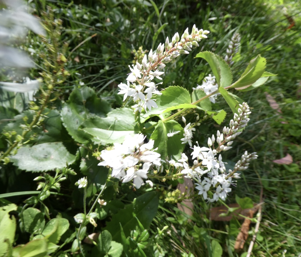 derwent speedwell from Dinner Plain VIC 3898, Australia on January 21 ...