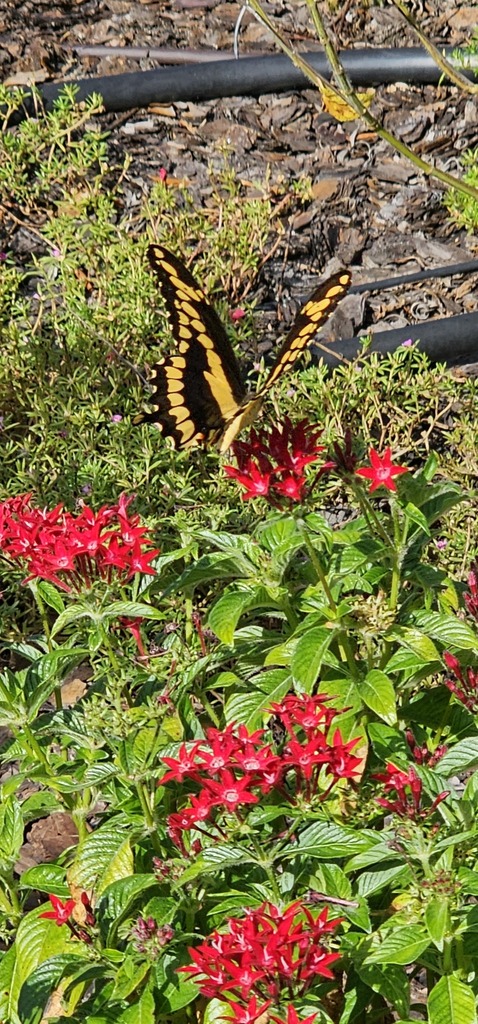 Eastern Giant Swallowtail from Cocoa West, FL, USA on September 15 ...
