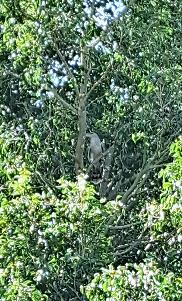 Australian Channel-billed Cuckoo in January 2024 by Owen · iNaturalist