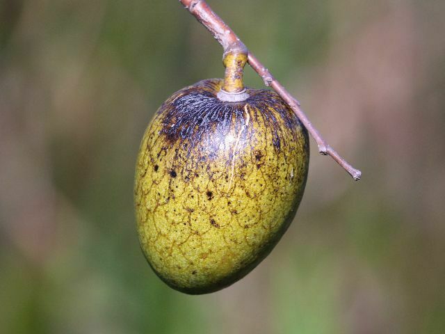 Pond Apple from Wakodahatchee Wetlands, 13270 Jog Rd, Delray Beach, FL ...