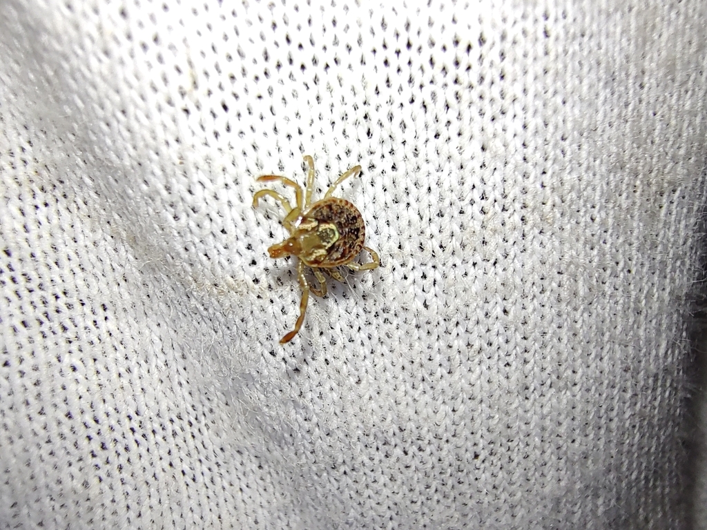 Cayenne Tick from 71003 Oax., México on December 14, 2023 at 05:18 PM ...