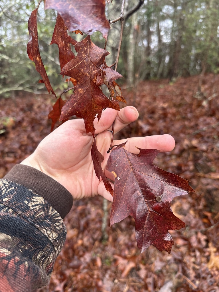 scarlet oak from Pisgah National Forest, Candler, NC, US on January 25 ...