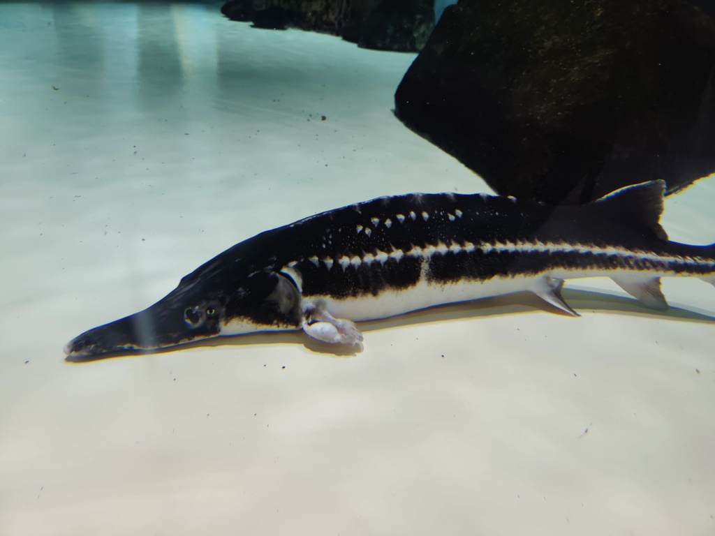 Starry Sturgeon (Acipenser stellatus) - Marine Life Identification