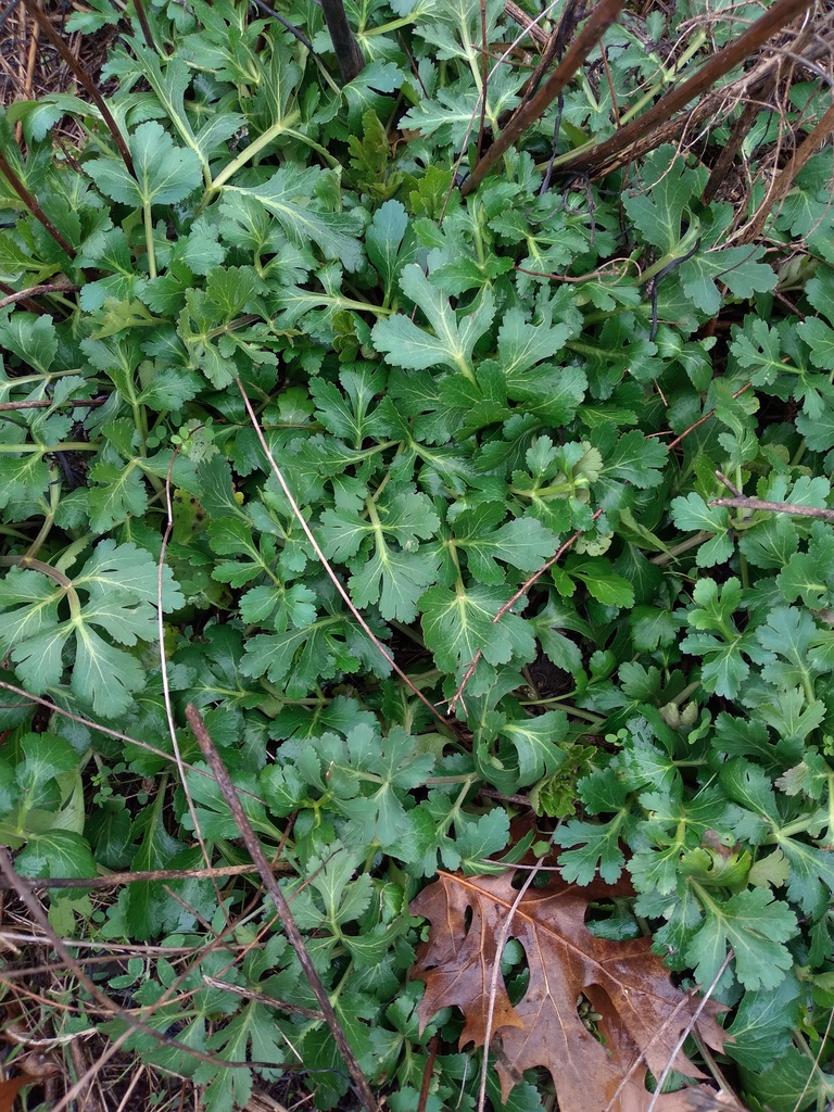 Texas Prairie Parsley from Wylie, TX, USA on January 25, 2024 at 05:42 ...