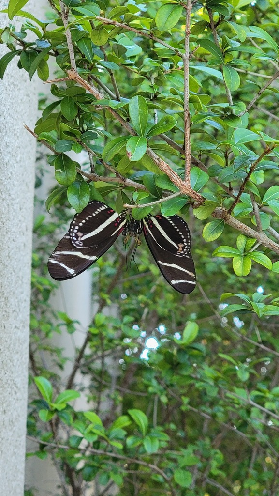 Zebra Longwing from Cocoa West, FL, USA on June 9, 2023 at 07:51 AM by ...