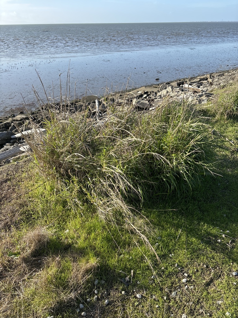 grasses, sedges, cattails, and allies from Hayward Regional Shoreline ...