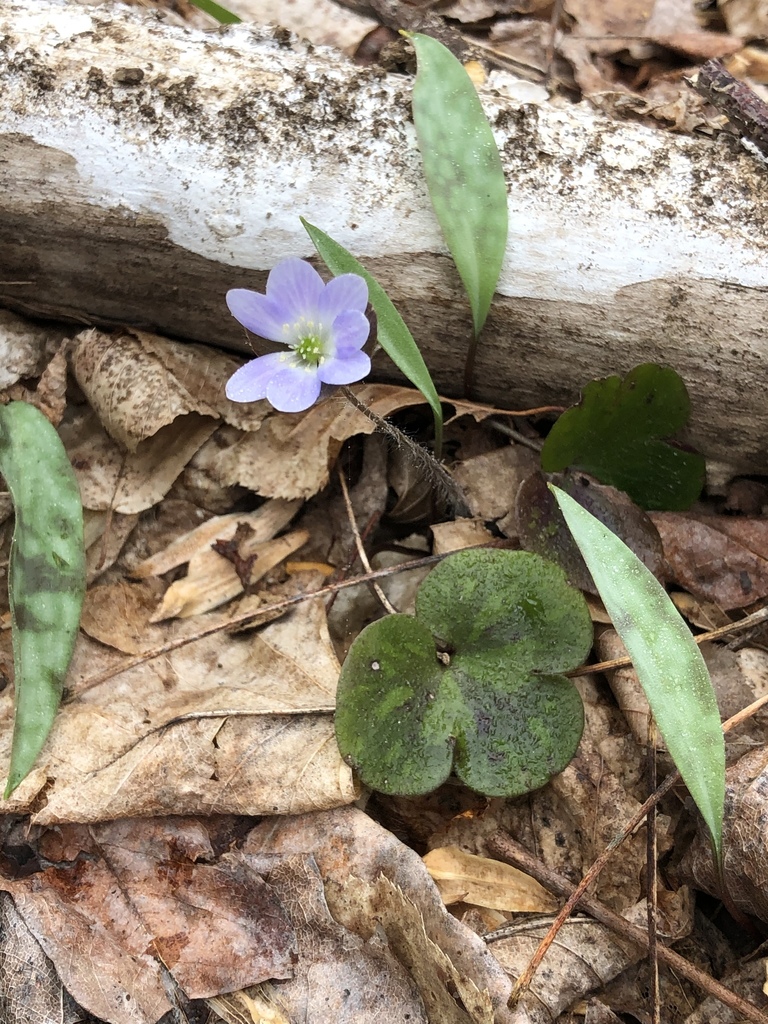 hepaticas (Hepatica) - Botanical Realm