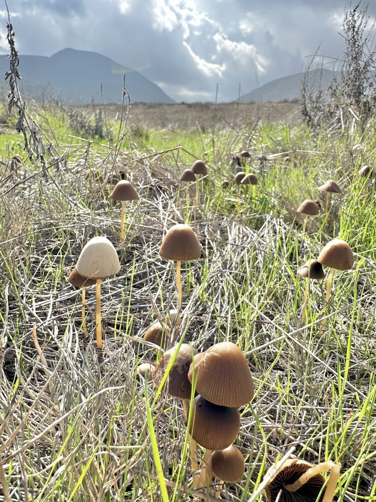 red edge brittlestem from Mission Trails Regional Park, San Diego, CA ...
