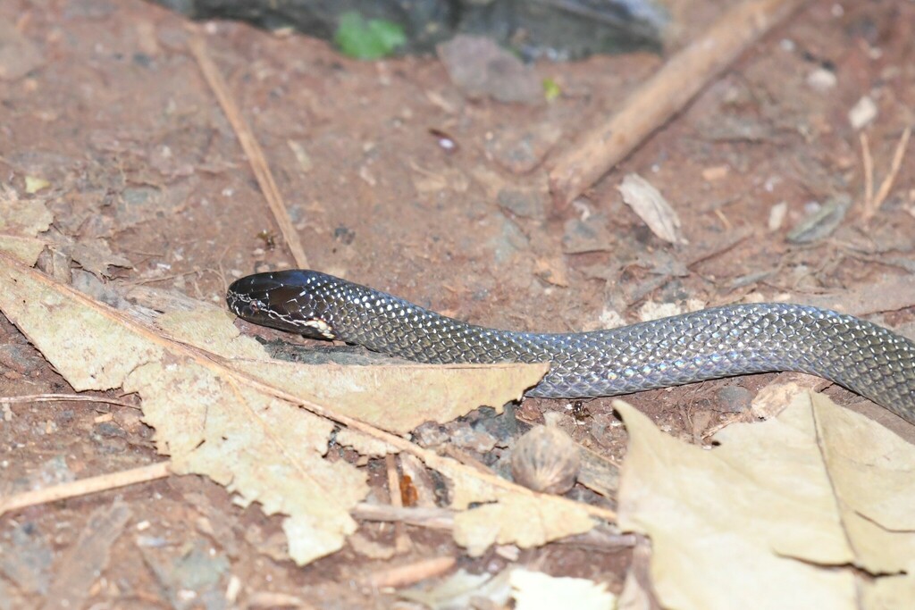 Dwarf Crowned Snake from Tamborine Mountain QLD 4272, Australia on ...