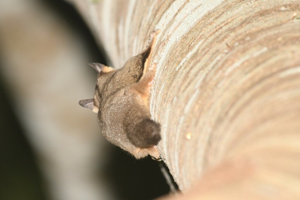 Sugar Glider from Tamborine Mountain QLD 4272, Australia on January 25 ...
