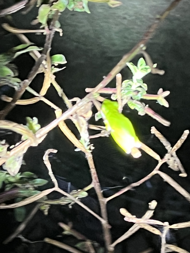 Australasian Tree Frogs from Moreton Bay Marine Park, Bellara, QLD, AU ...