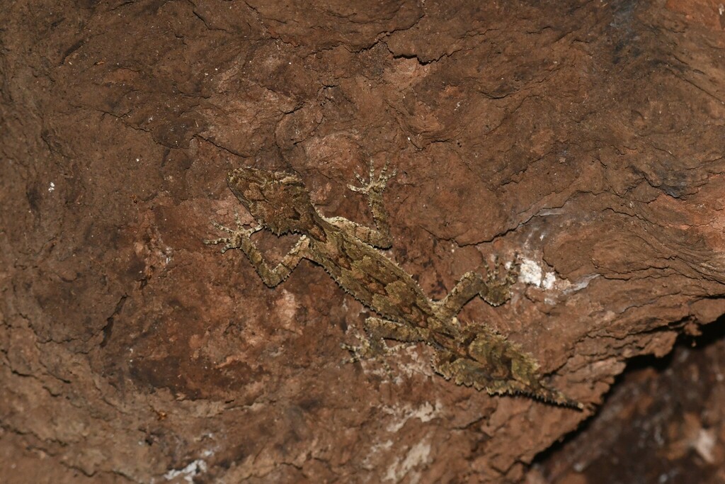 Southern Leaf-tailed Gecko from Tamborine Mountain QLD 4272, Australia ...