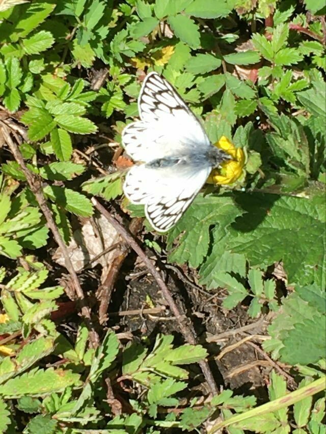 Tatochila theodice from Ushuaia Department, Tierra del Fuego Province ...
