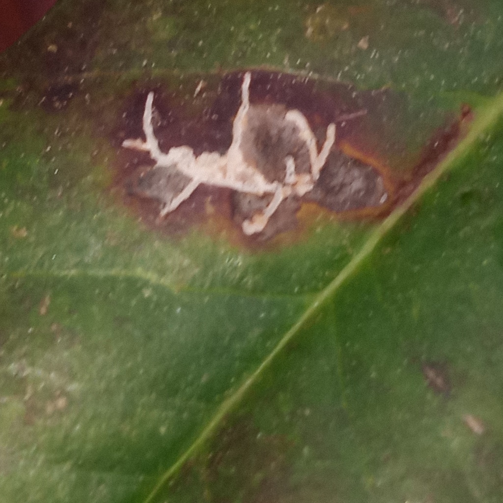 Rhopobota from Dorchester County, MD, USA on January 25, 2024 at 01:58 ...