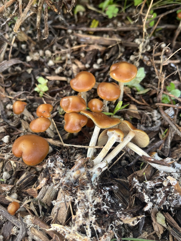 Wavy Cap in January 2024 by esgy · iNaturalist
