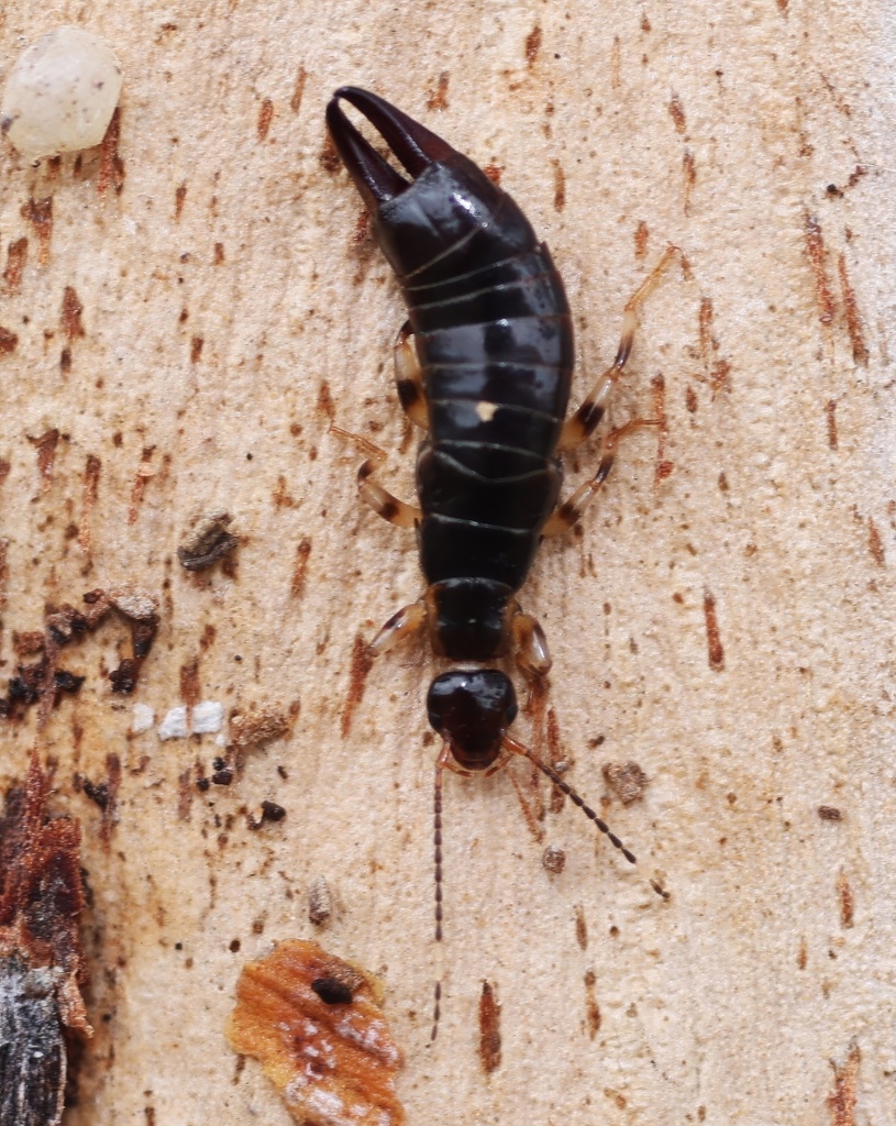Ring-legged Earwig from Rowland Heights, CA, USA on January 24, 2024 at ...