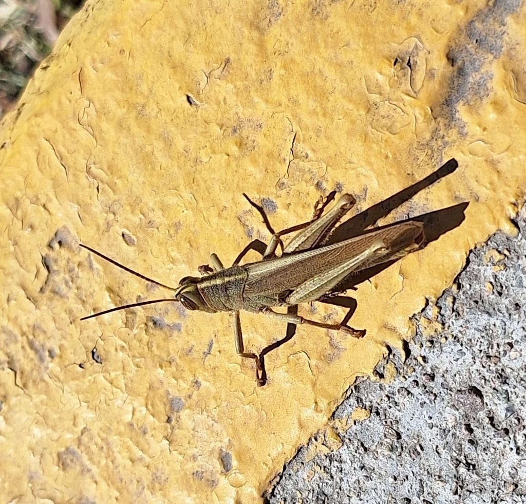 Chapulín rayado desde QM39+P8, 36821 Ex-Hacienda del Copal, Gto ...