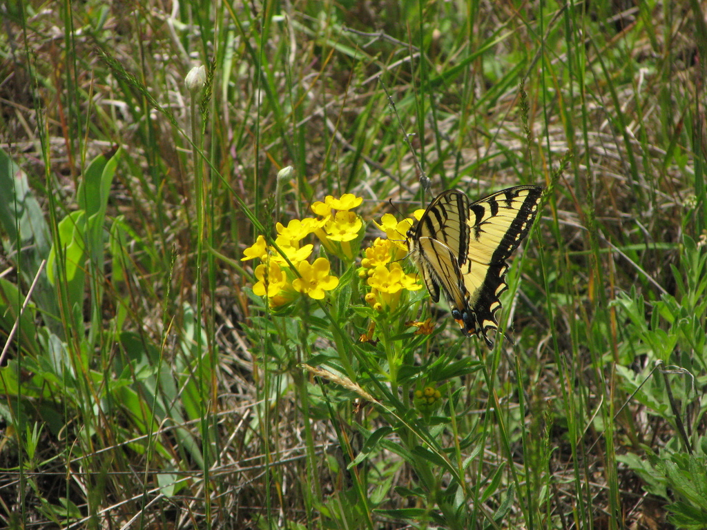 Eastern Tiger Swallowtail from Chisago County, MN, USA on June 7, 2016 ...