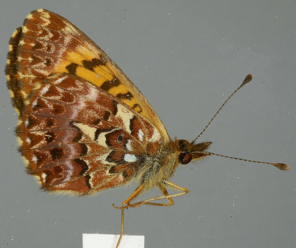 Purple Lesser Fritillary from Clearwater County, AB, Canada on July 29 ...