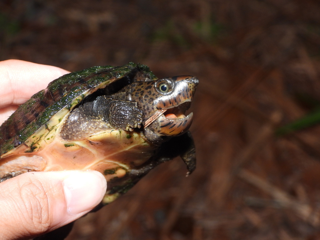 Loggerhead Musk Turtle from Suwannee County, FL, USA on November 27 ...