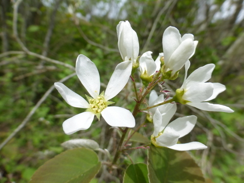 Allegheny Serviceberry (MSPP Fire Regeneration Plant Species) · iNaturalist