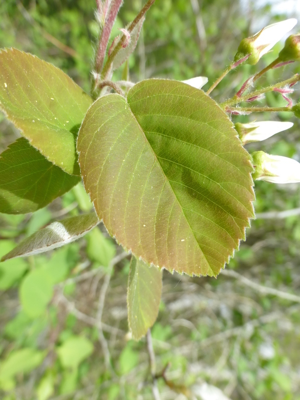 Allegheny Serviceberry (MSPP Fire Regeneration Plant Species) · iNaturalist